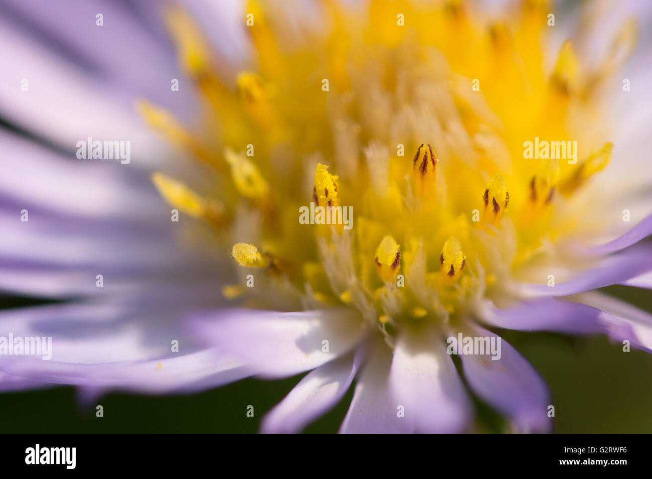 A close-up of the center of an Aster flower Stock Photo - Alamy
