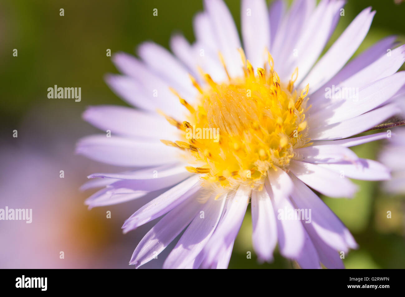 A close-up of an Aster flower Stock Photo - Alamy