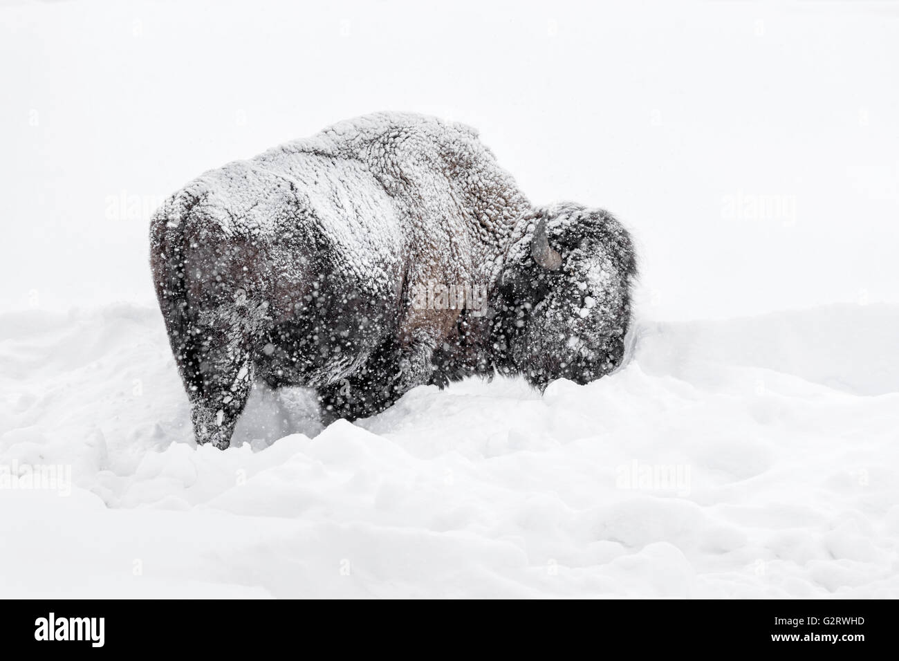 Bison herd ice hi-res stock photography and images - Alamy
