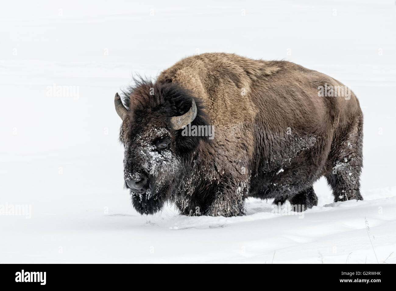 Bison walking deep snow hi-res stock photography and images - Alamy