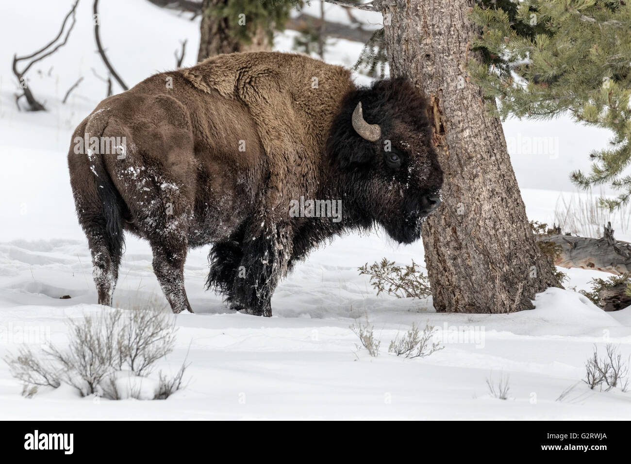 Bison herd ice hi-res stock photography and images - Alamy