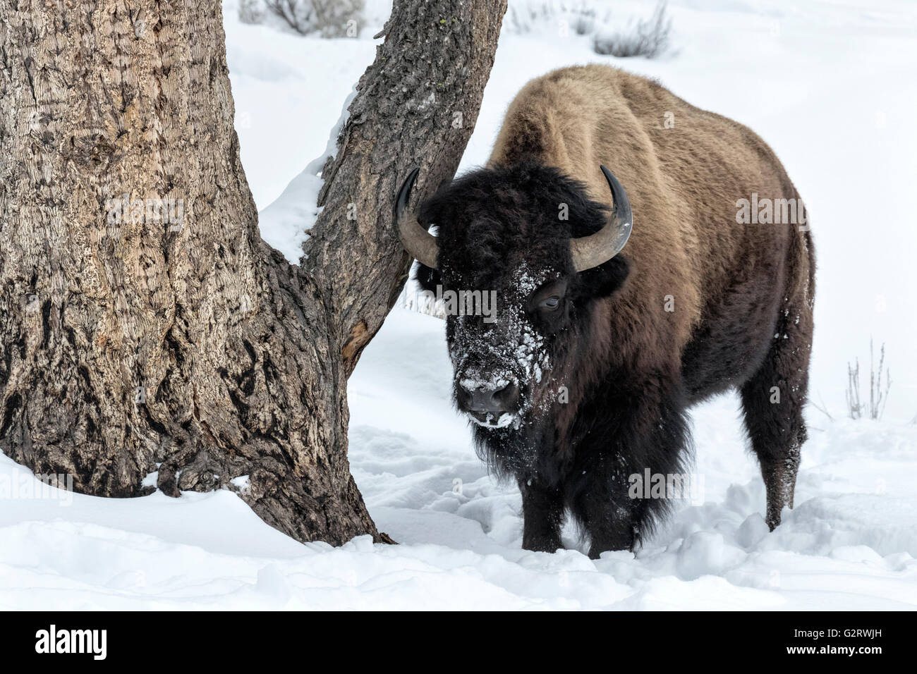 Bison herd ice hi-res stock photography and images - Alamy