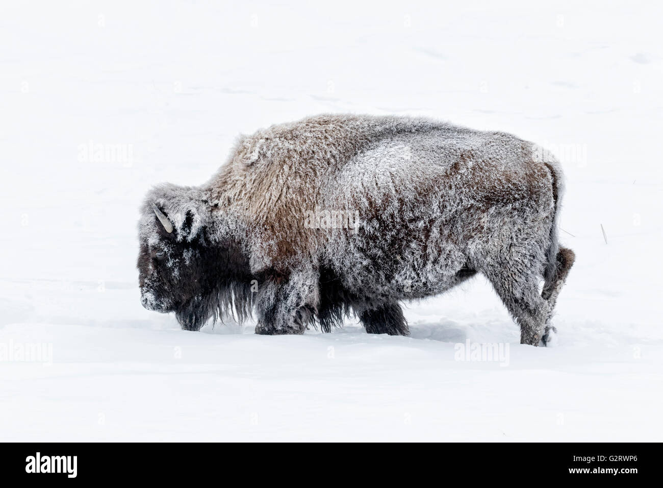 Bison walking deep snow hi-res stock photography and images - Alamy