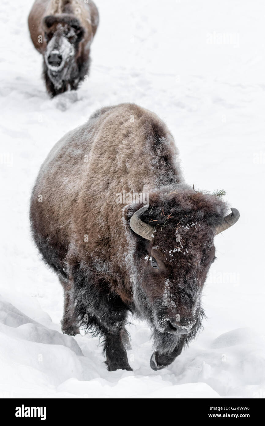 Two american bison yellowstone winter hi-res stock photography and ...