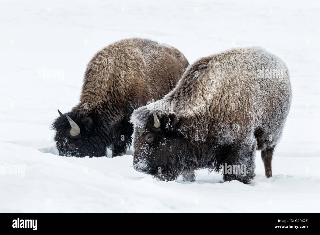 Two american bison yellowstone winter hi-res stock photography and ...
