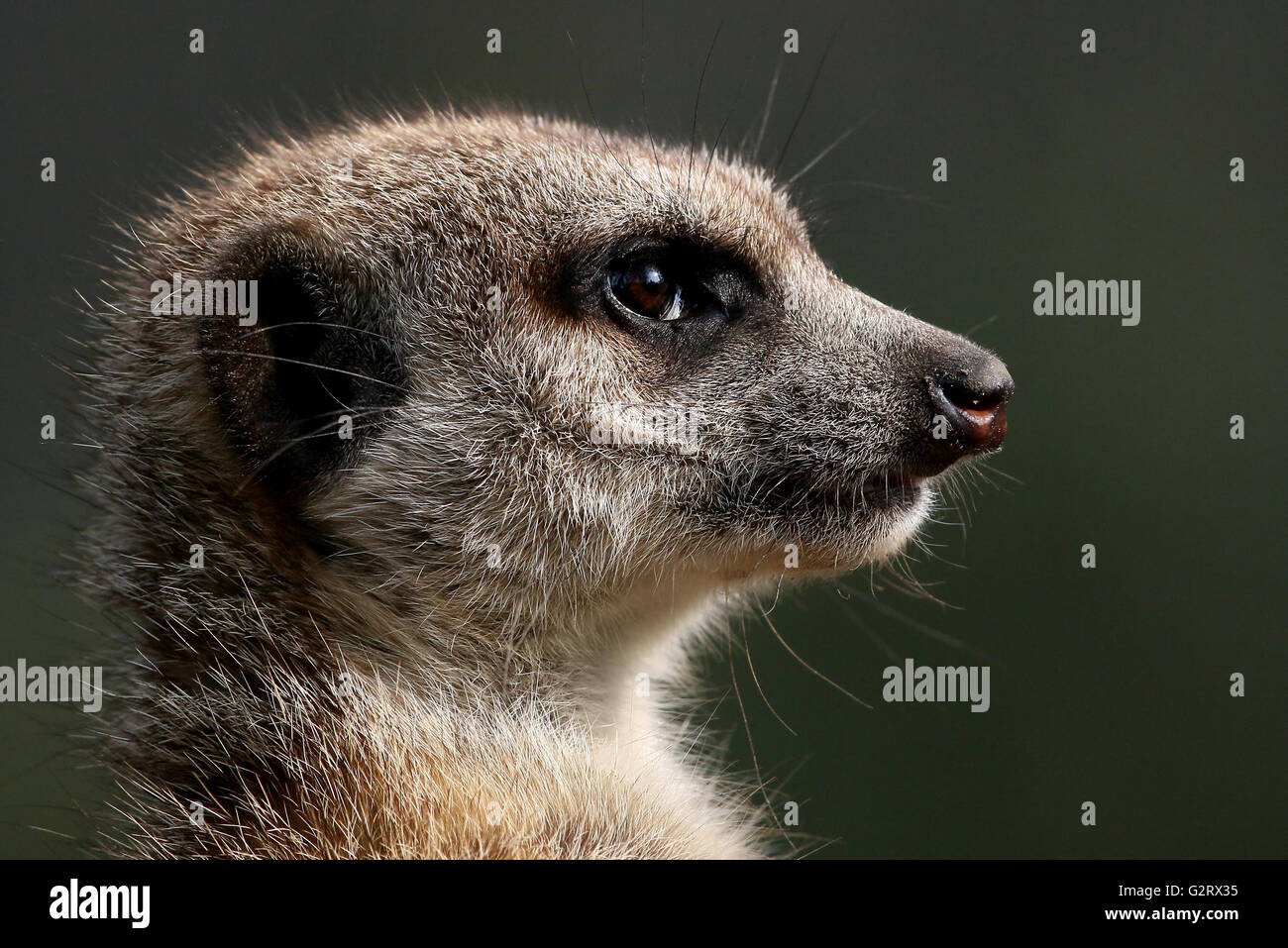 Meerkat face close up staring hi-res stock photography and images - Alamy