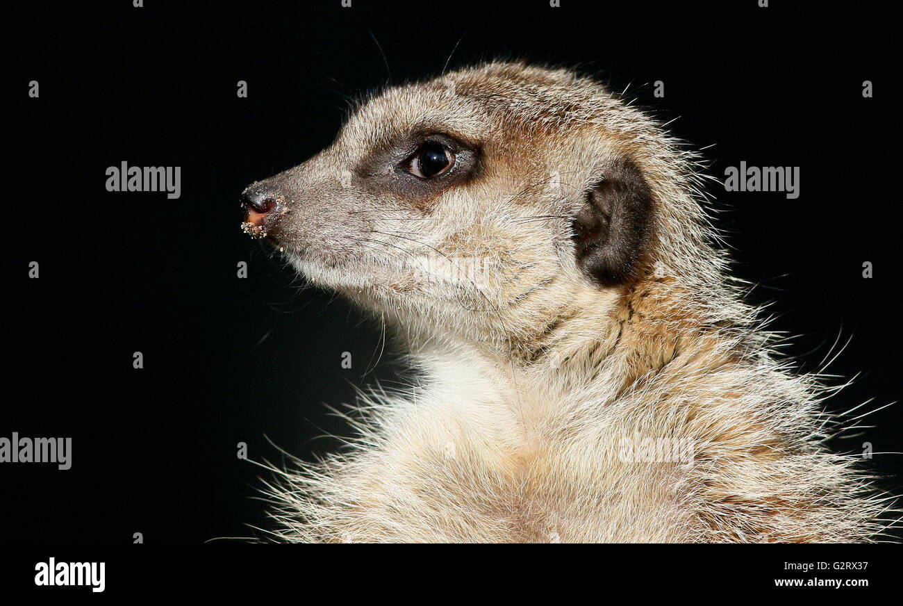 Close-up of the head of an alert South African Meerkat (Suricata ...