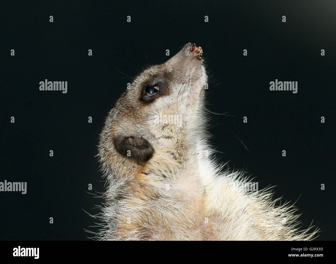 Meerkat face close up staring hi-res stock photography and images - Alamy