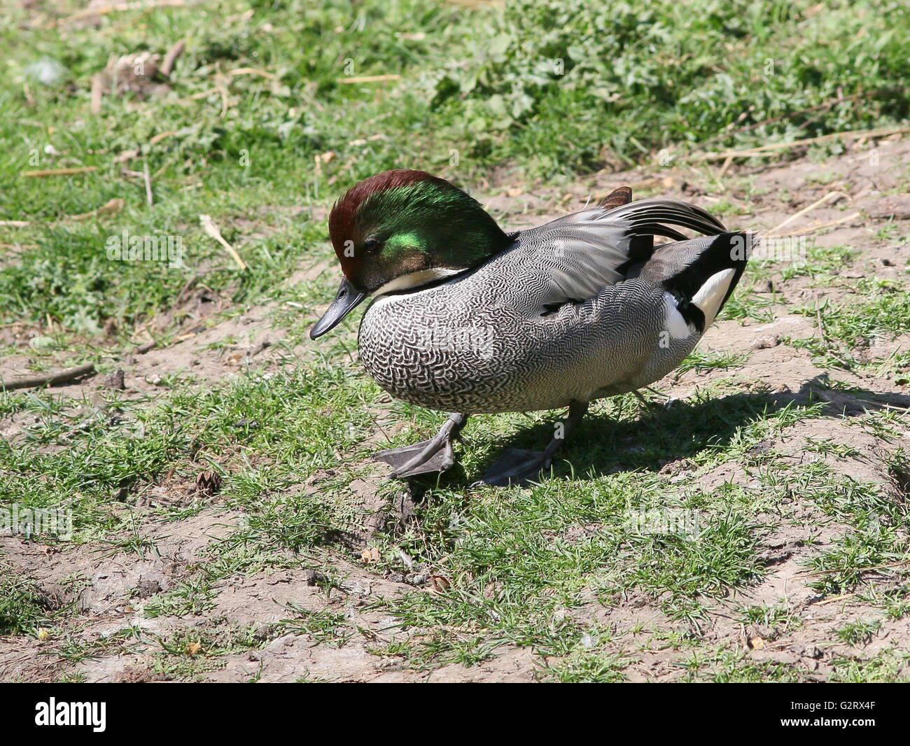 Asian duck hi-res stock photography and images - Alamy