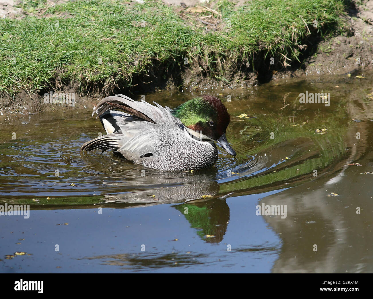 Asian duck hi-res stock photography and images - Alamy