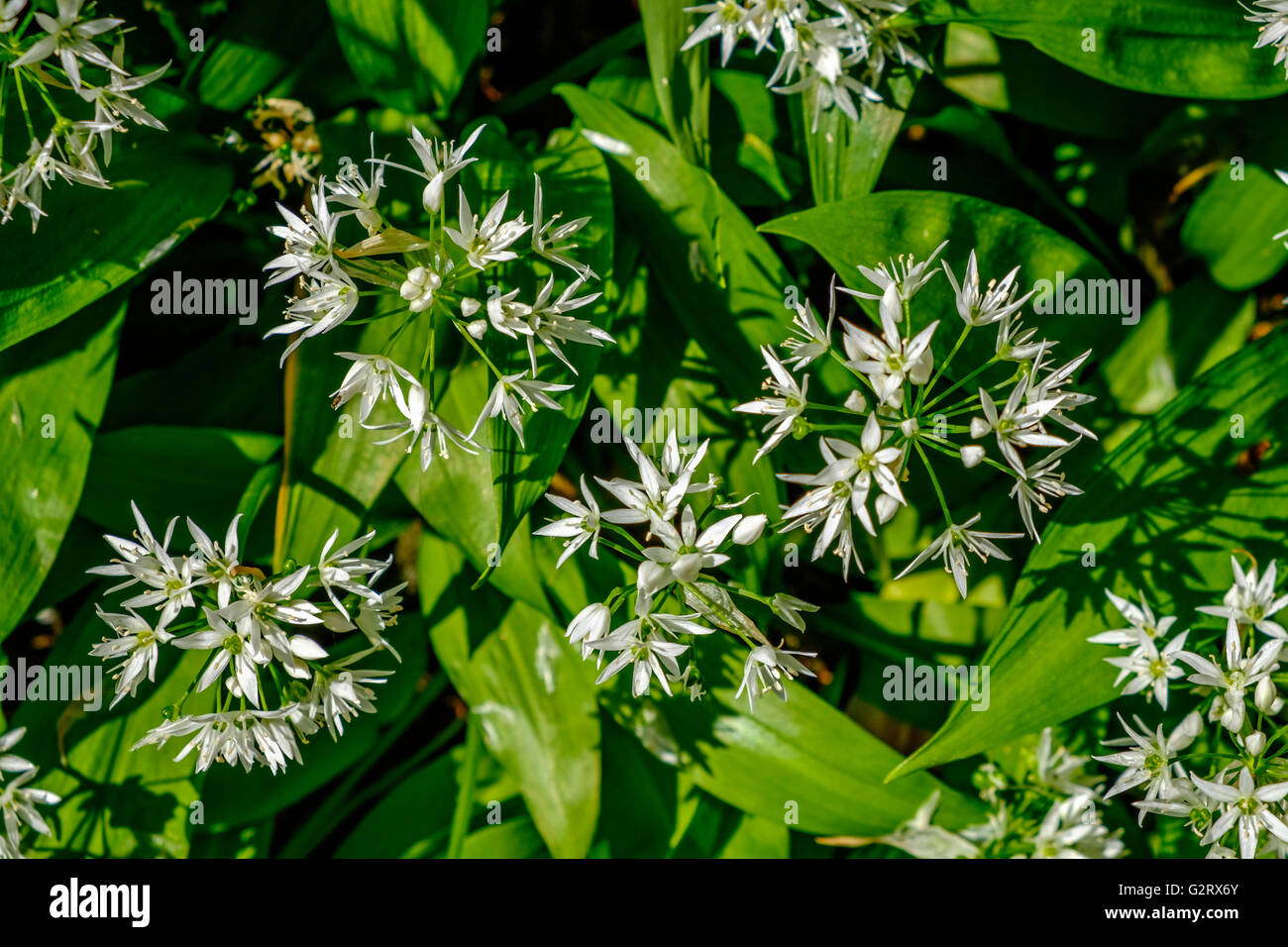 Wood garlic flower hi-res stock photography and images - Alamy