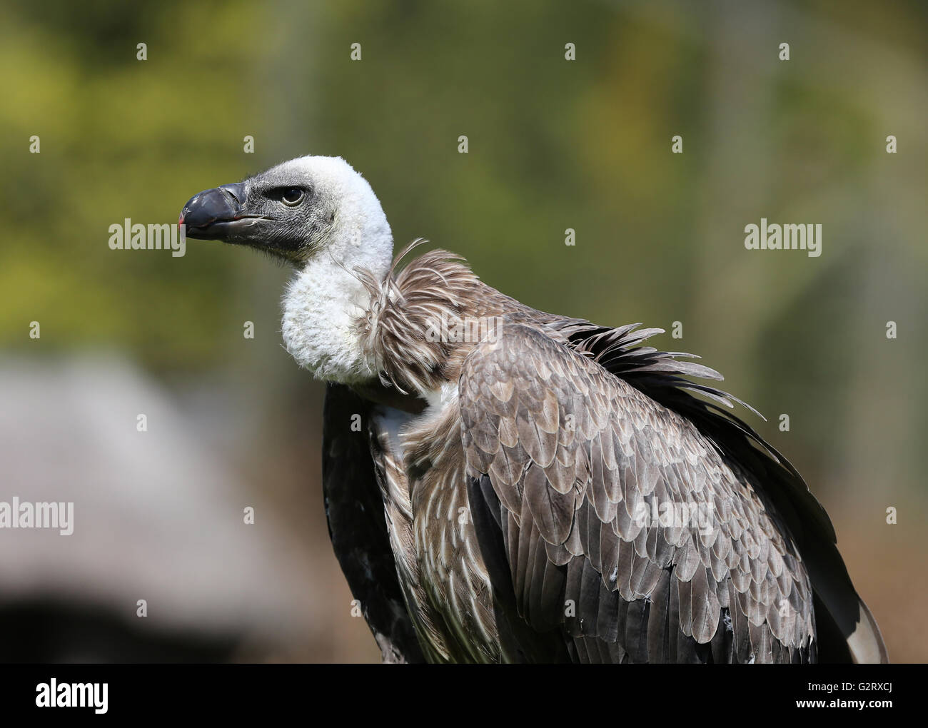 Portrait of a Griffon Vulture Stock Photo - Alamy