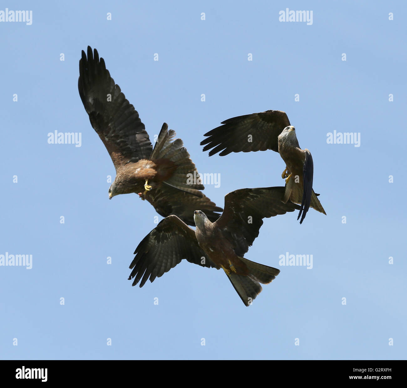 Close up of three Black Kites in flight Stock Photo - Alamy