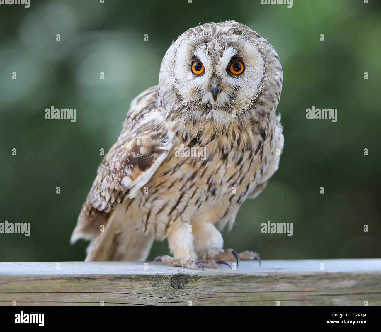 Portrait of an Eagle Owl Stock Photo - Alamy