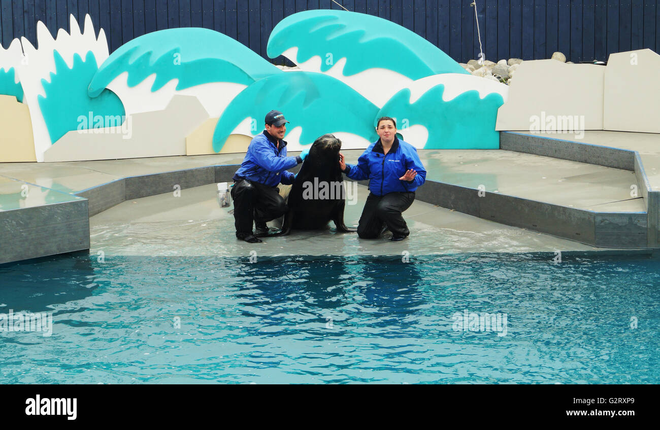 Me watching the Sea Lion Show at the aquarium Stock Photo - Alamy