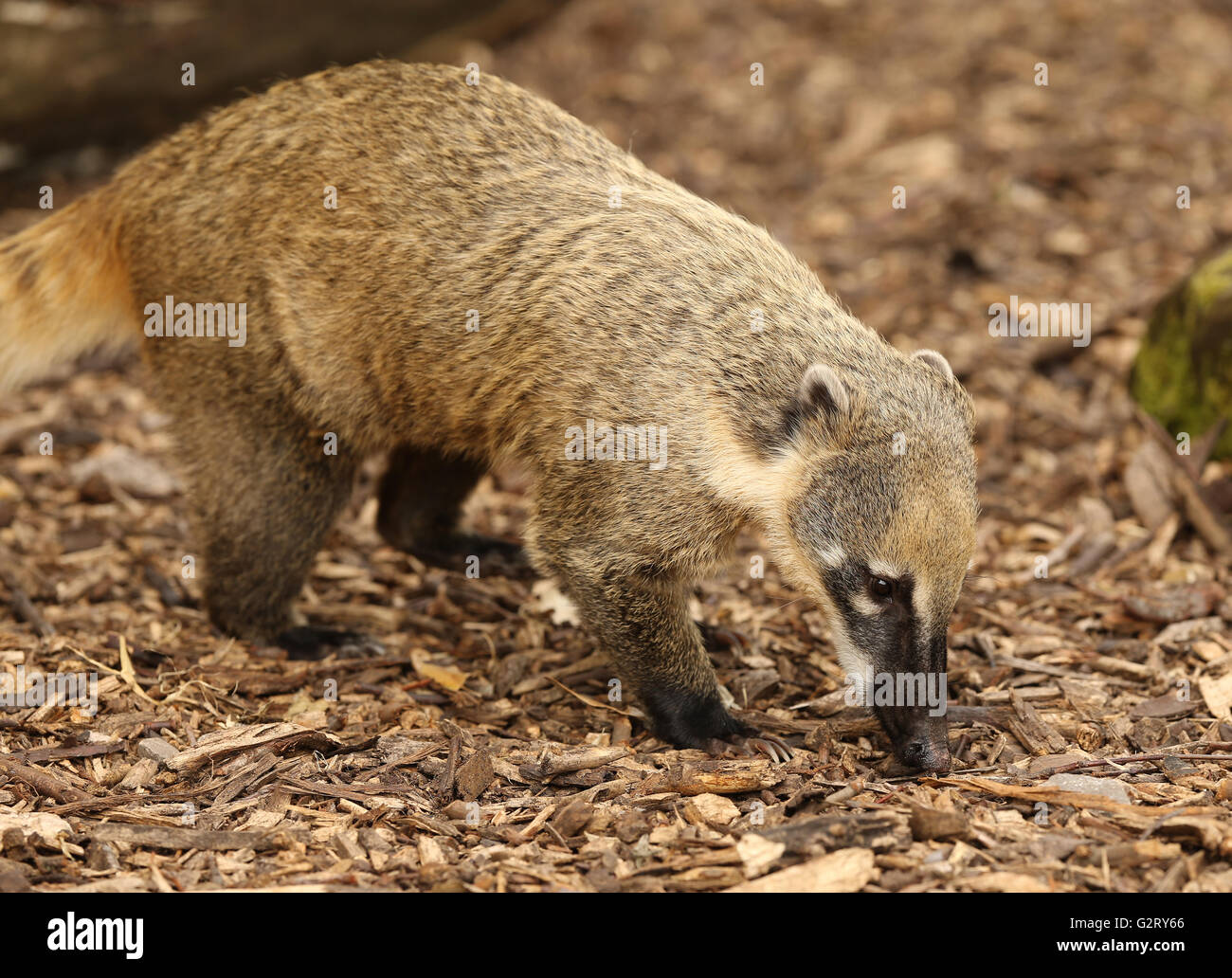 Close up of a Ring-Tailed Coati Stock Photo - Alamy