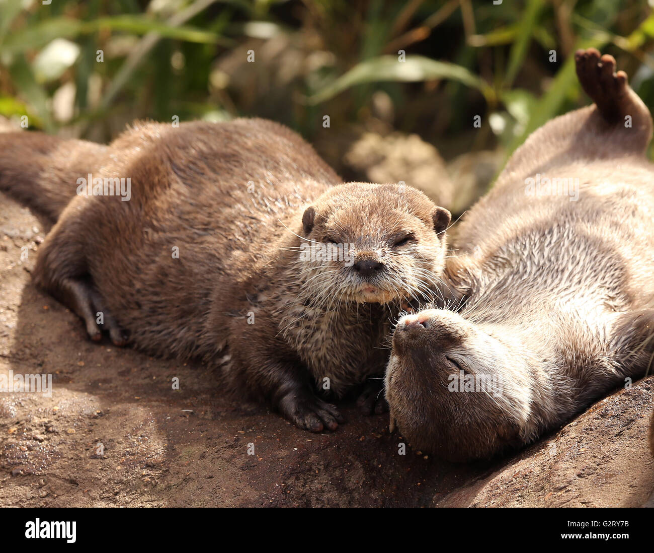 Otters cuddling hi-res stock photography and images - Alamy