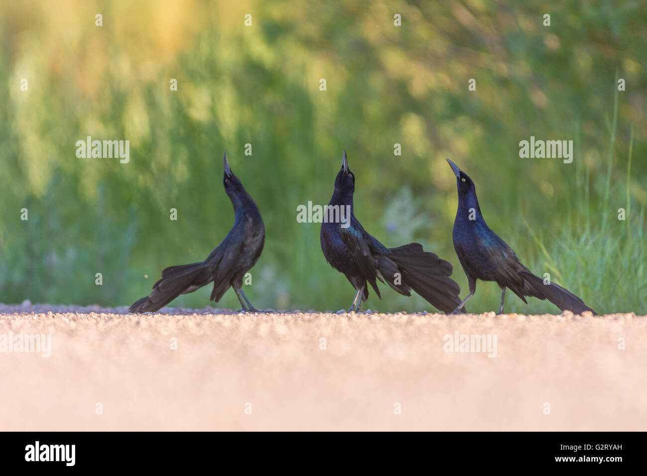 Male Great-tailed Grackle, (Quiscalus mexicanus), "heads up" display ...