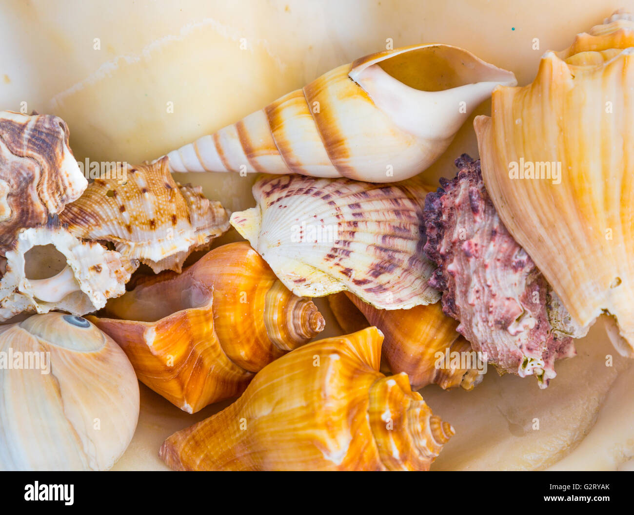 a group of various seashells Stock Photo - Alamy