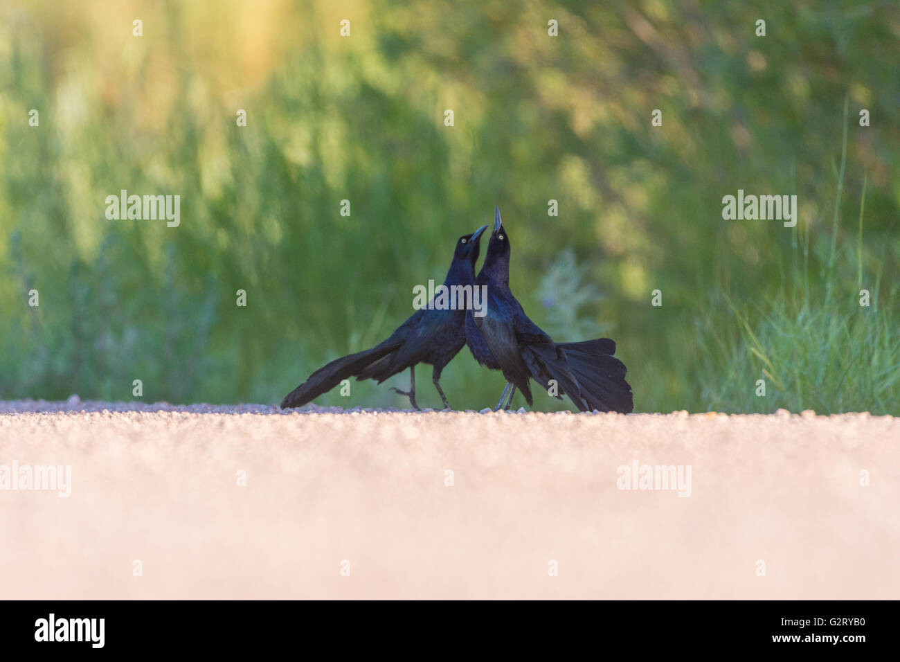Male Great-tailed Grackle, (Quiscalus mexicanus), "heads up" display ...