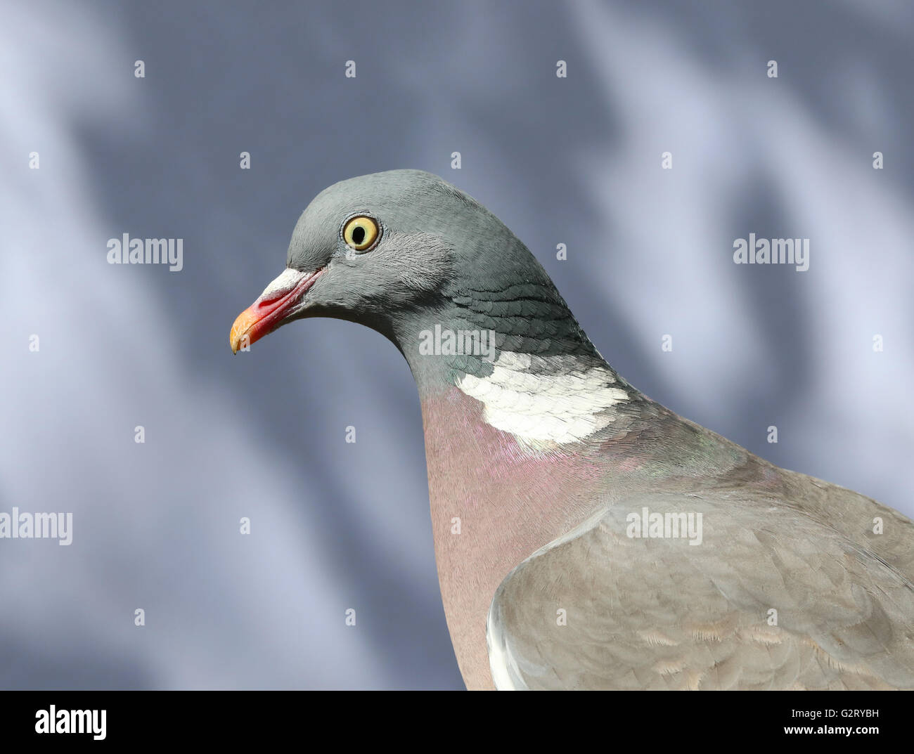 Close up of a Wood pigeon Stock Photo - Alamy
