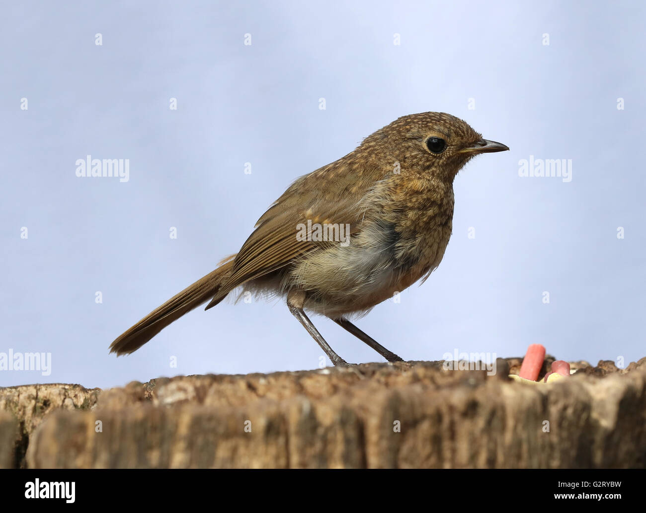 Baby robin hi-res stock photography and images - Alamy