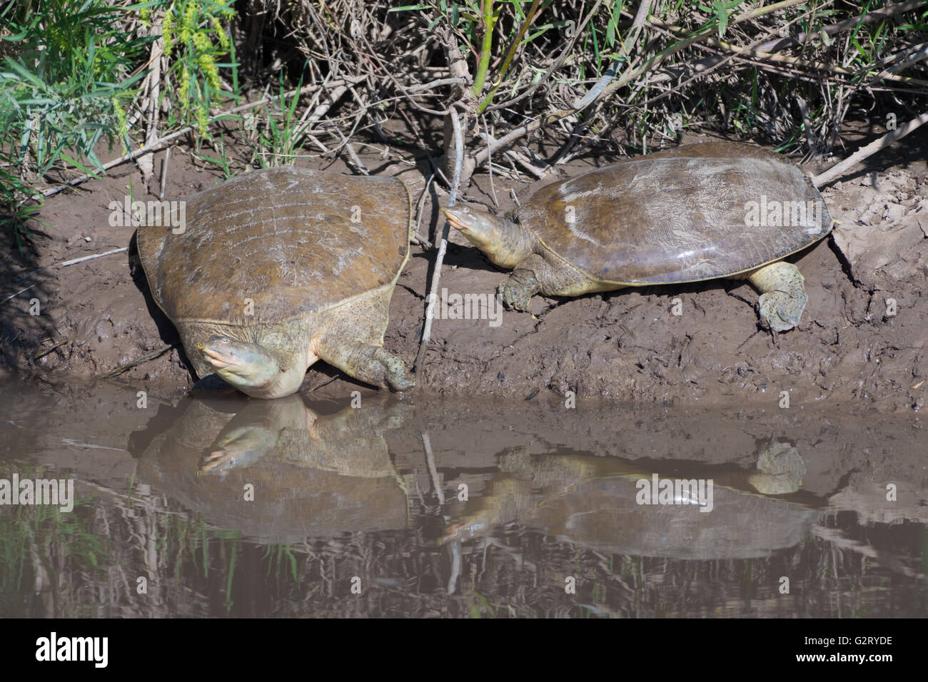 Spiny softshell turtle hi-res stock photography and images - Alamy