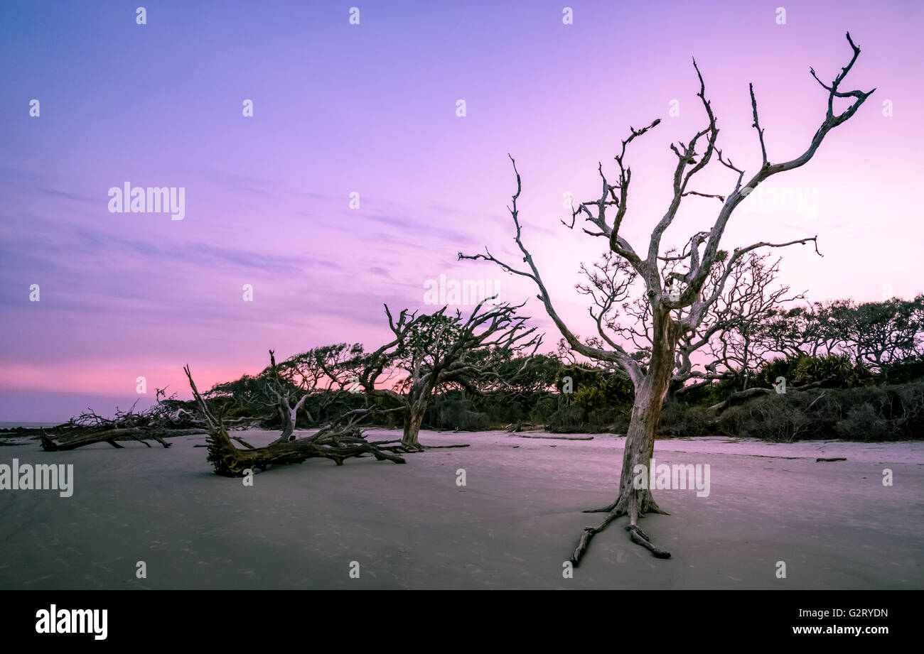 Dead_trees hi-res stock photography and images - Alamy