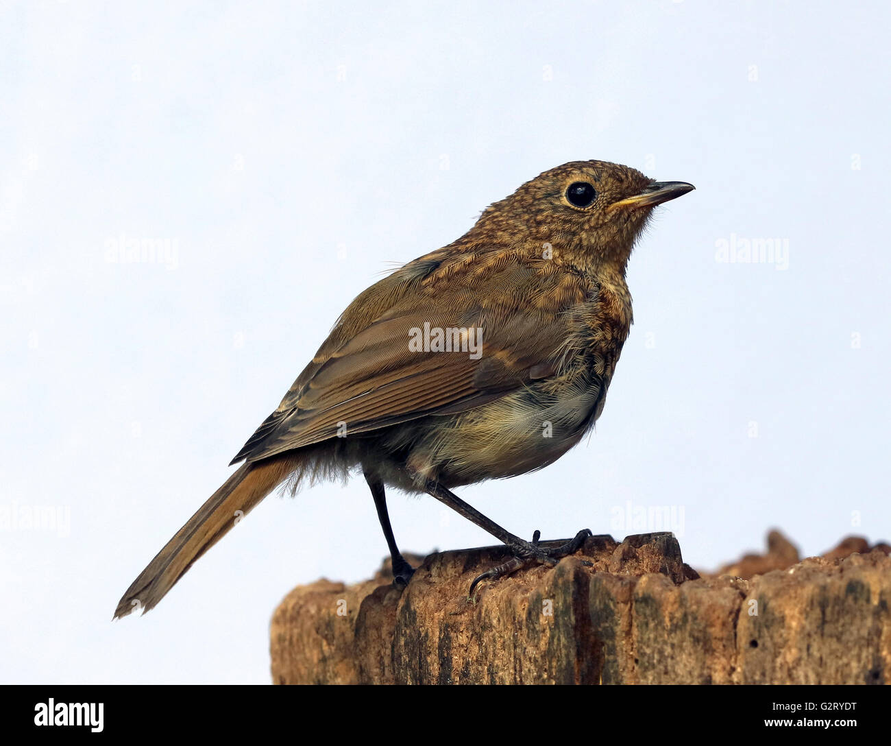 Baby robin hi-res stock photography and images - Alamy