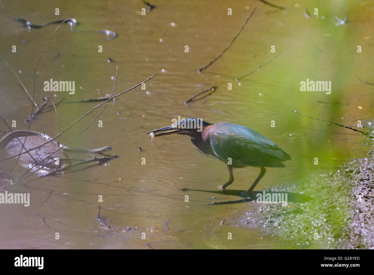 Green Heron, (Butorides virescens), eating stranded fish in a drying ...
