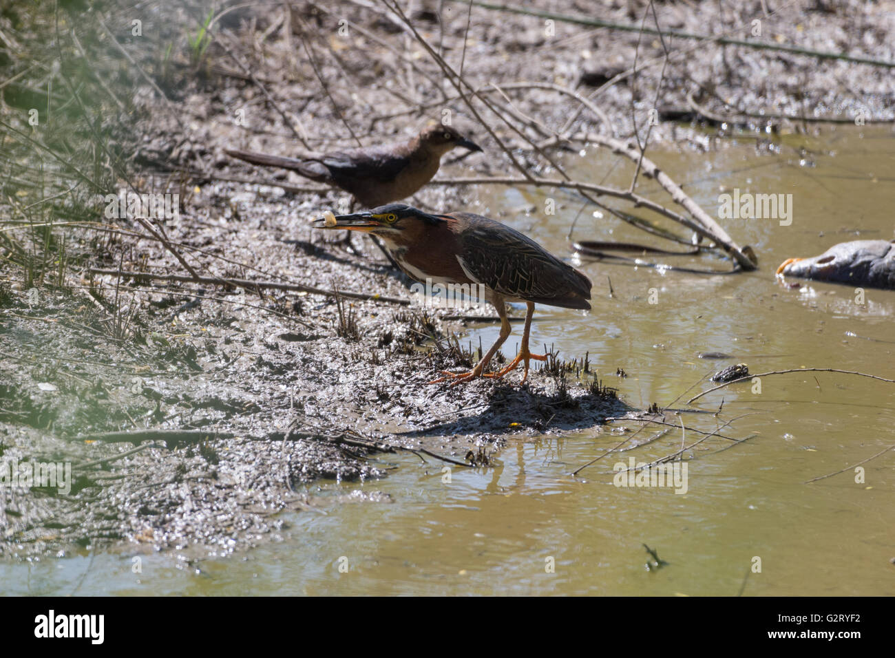 Stranded fish hi-res stock photography and images - Alamy