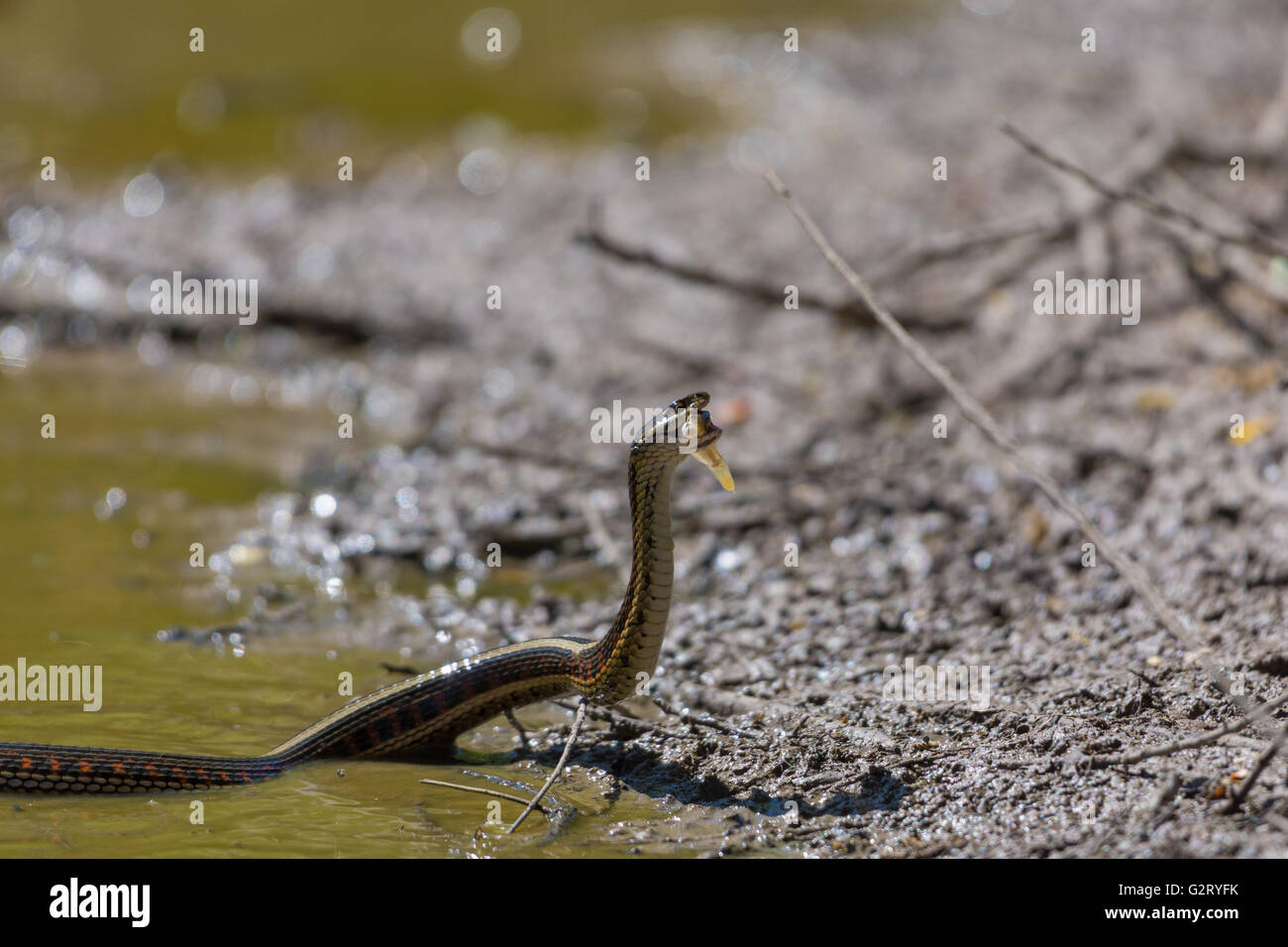 Snake feeding hi-res stock photography and images - Alamy