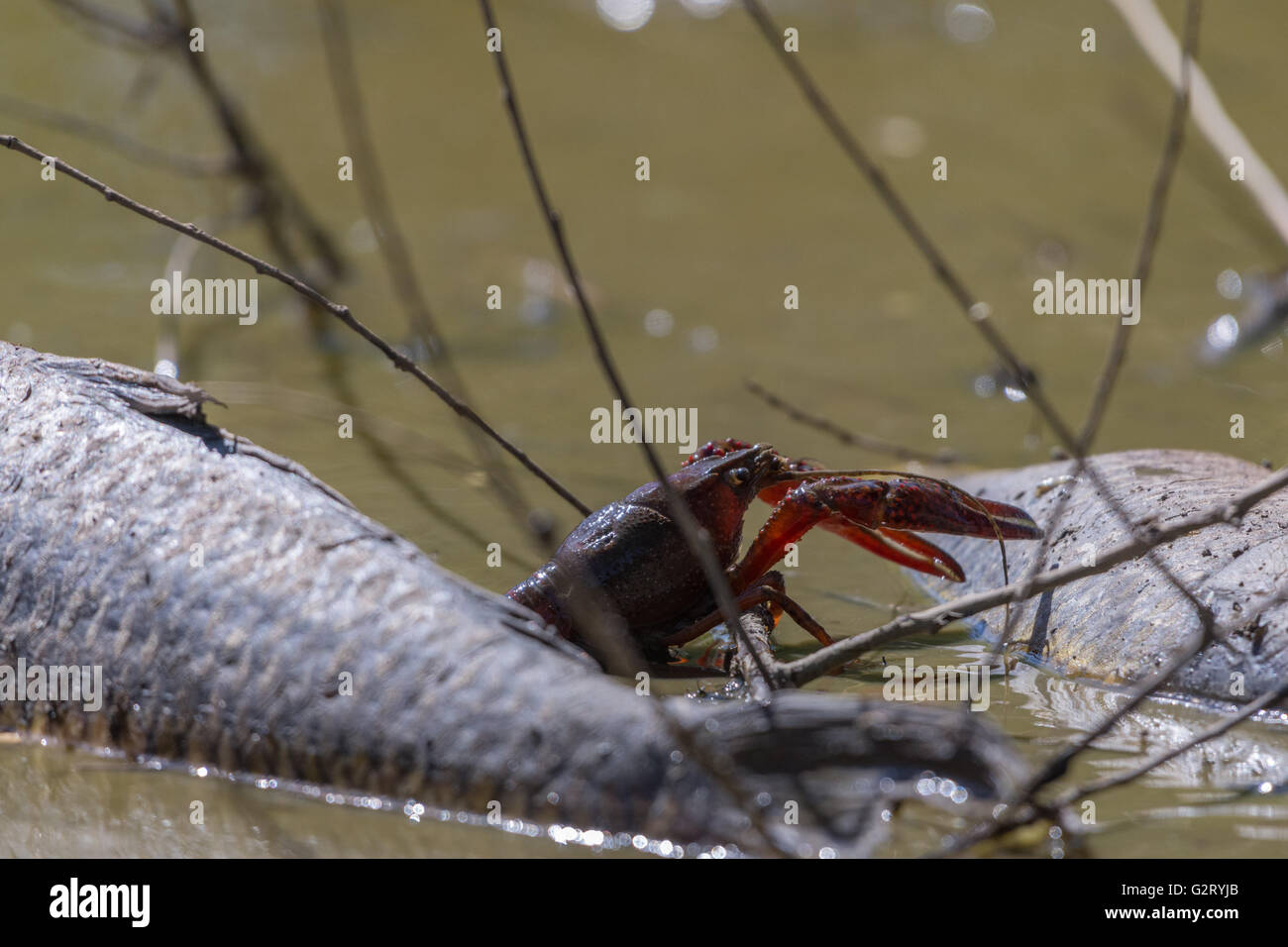 Crayfish feeding on dead fish in a drying marsh at Bosque del Apache ...