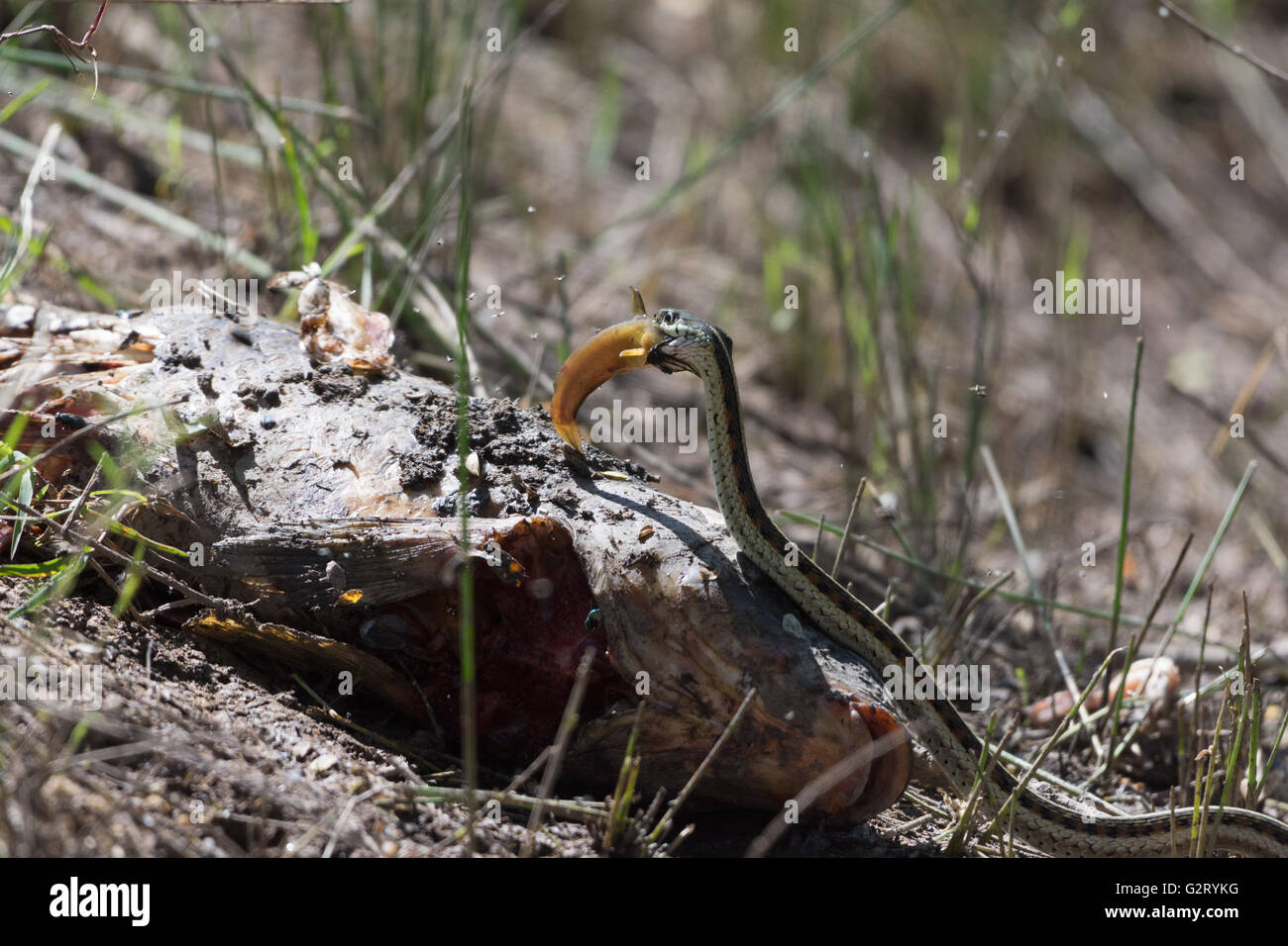 Snake feeding hi-res stock photography and images - Alamy