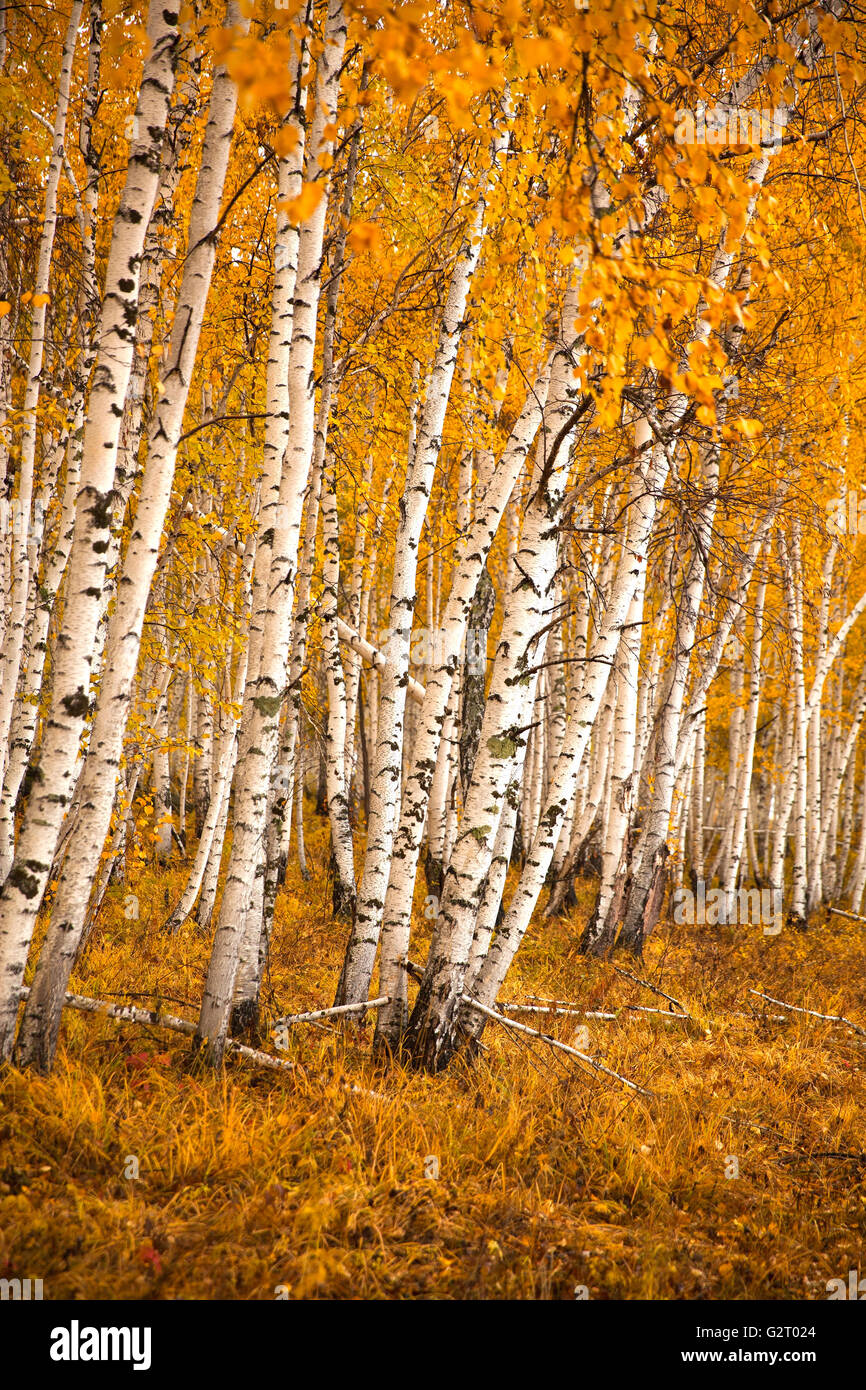 Autumn birch forest in the forests of Siberia Stock Photo - Alamy