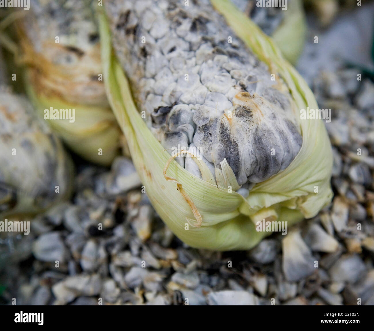Huitlacoche, Corn Smut, in a market in Mexico city Stock Photo - Alamy