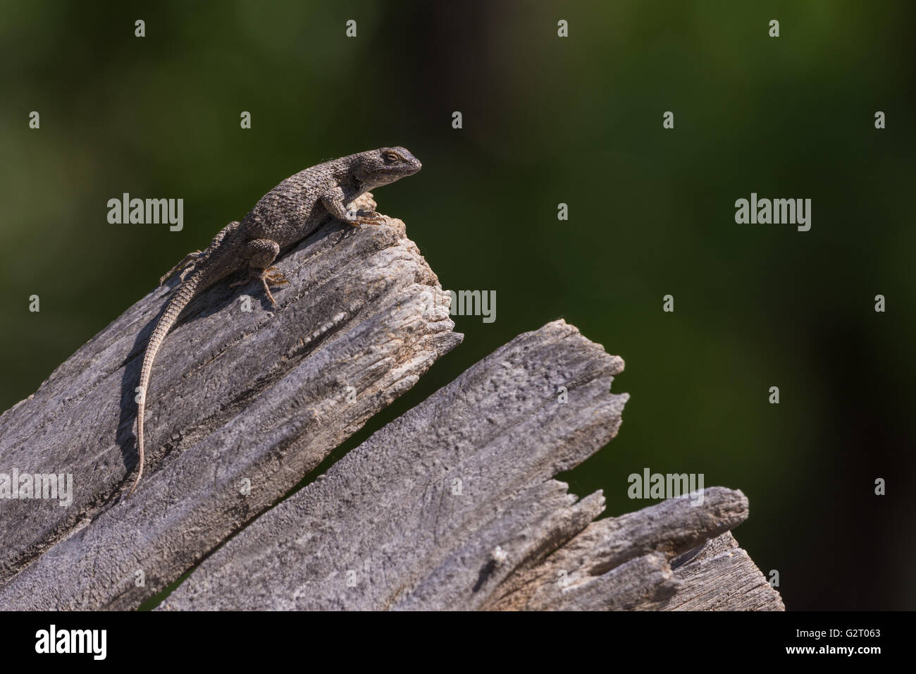 Southwestern Fence lizard, (Sceloporus cowlesi), Socorro Nature Area ...