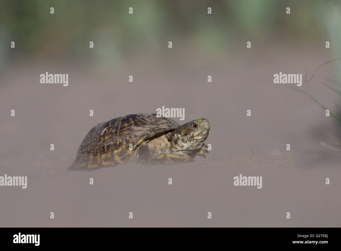 Female Desert Box Turtle, (Terrapene ornata luteola), Canyon Trail ...
