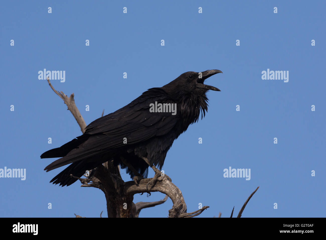 Raven hi-res stock photography and images - Alamy