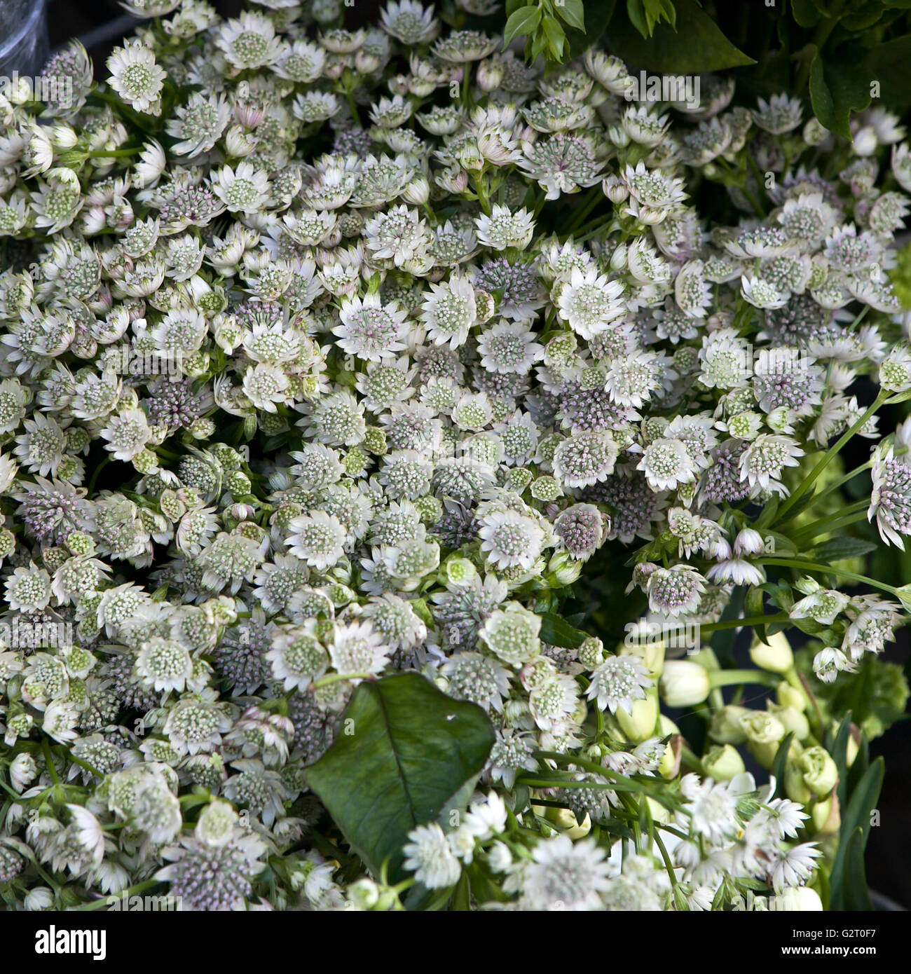 Beautiful bouquet of Astrantia flower Stock Photo - Alamy