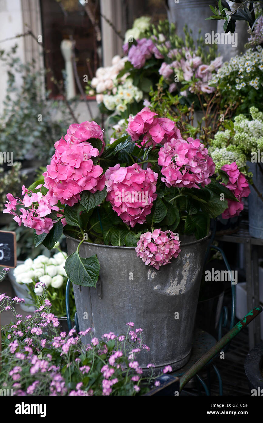 hydrangea flowers in crimson, buckets pots in a wooden box Stock Photo ...