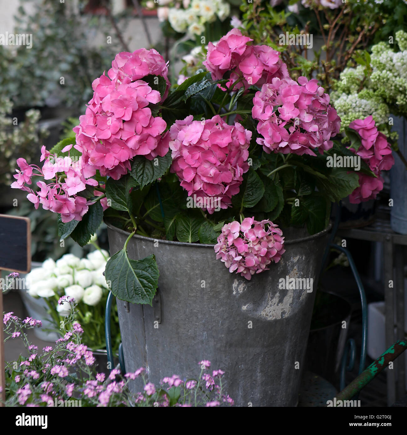 hydrangea flowers in crimson, buckets pots in a wooden box Stock Photo ...