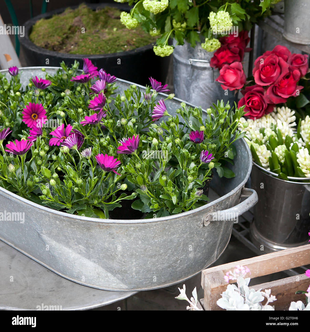 Violet daisies blossom in the basin near shop Stock Photo - Alamy