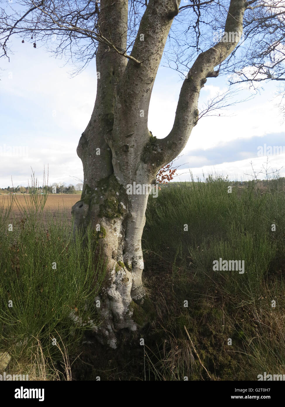Countryside trail between Barmekin Hill and B977 road after the rain in ...