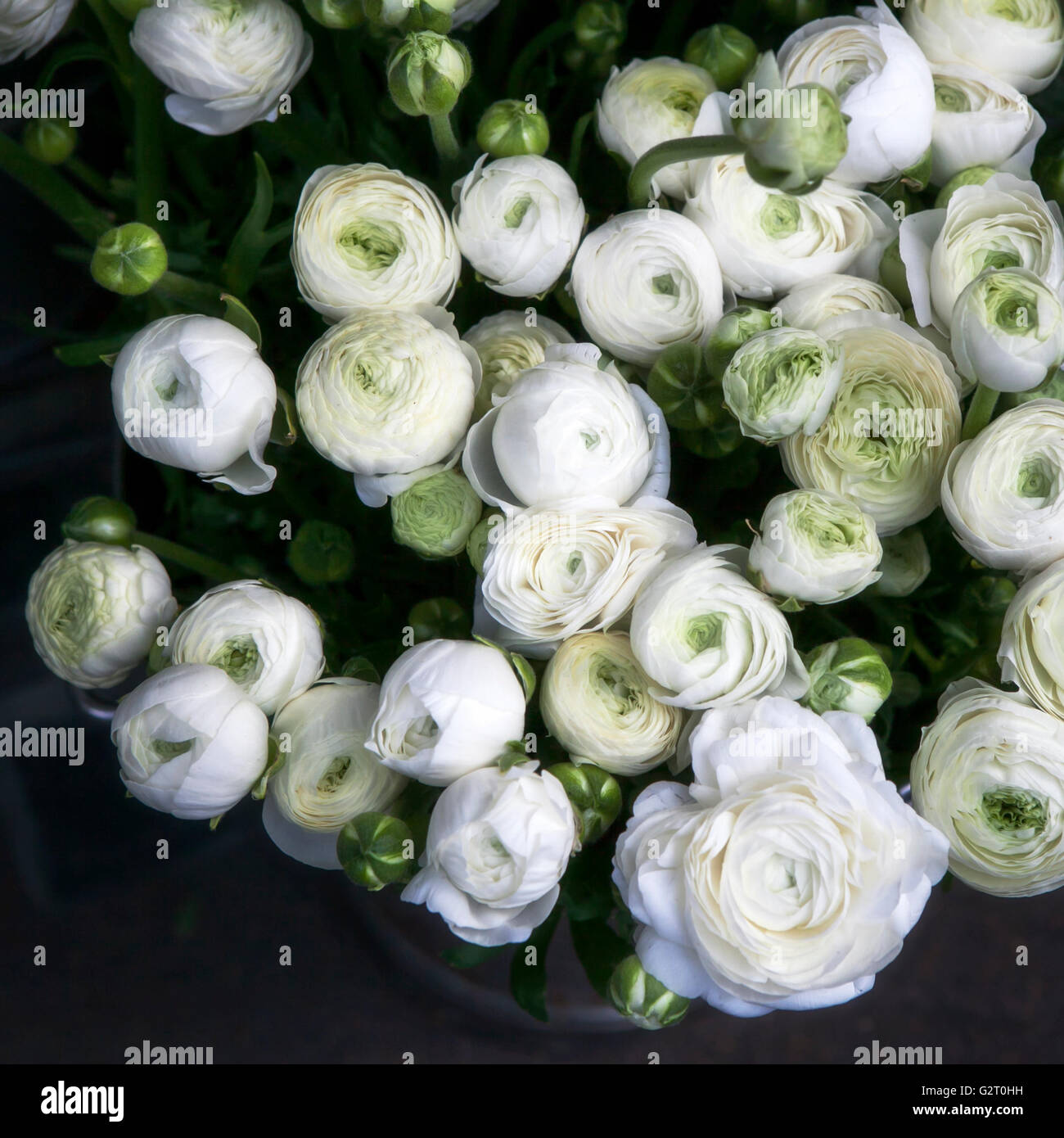 White ranunculus flowers in a glass vase. Soft focus Stock Photo - Alamy