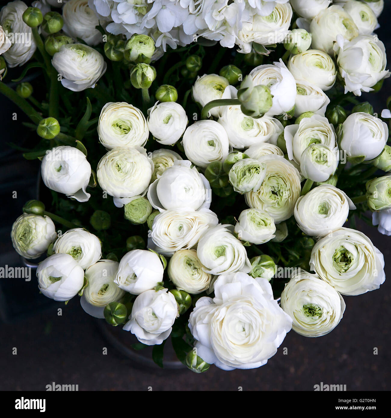 white Ranunculus asiaticus flower with bud Stock Photo - Alamy