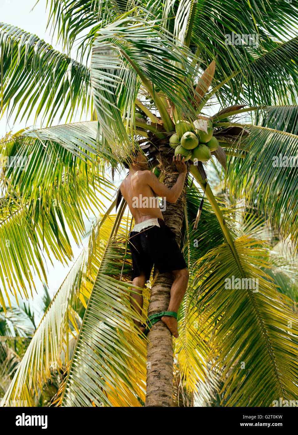 professional climber on coconut treegathering coconuts with rope Stock ...