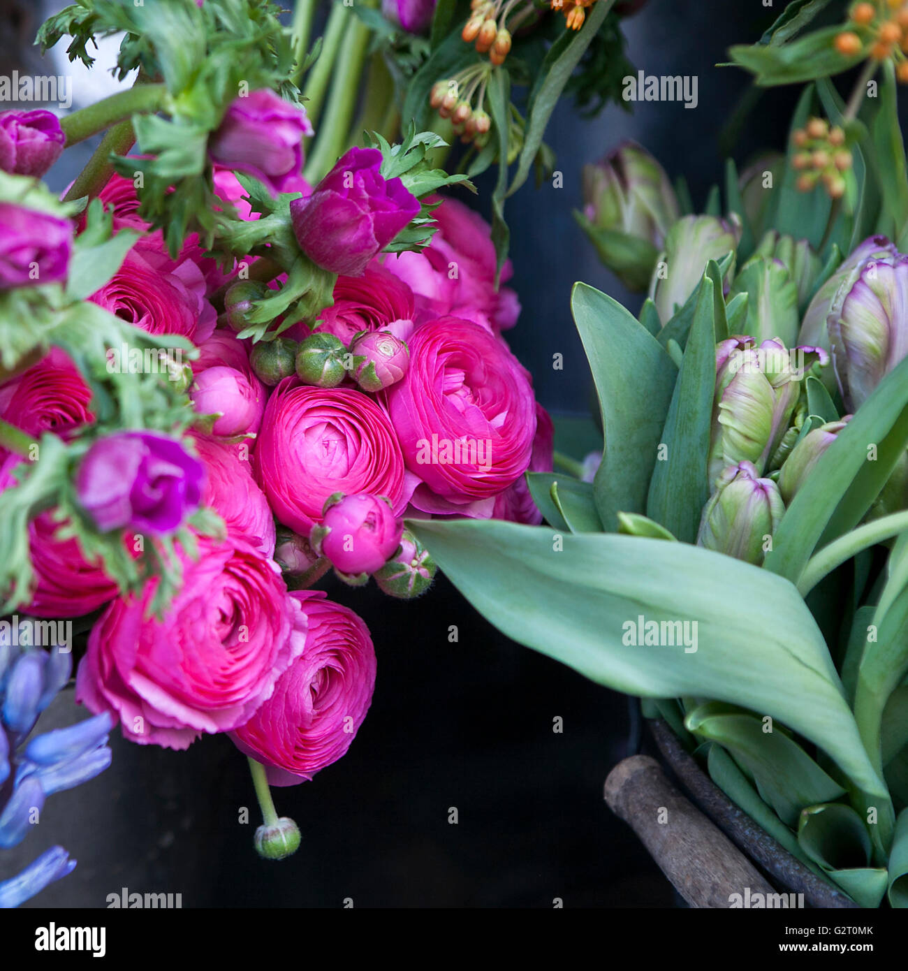 Pink agapanthus hi-res stock photography and images - Alamy