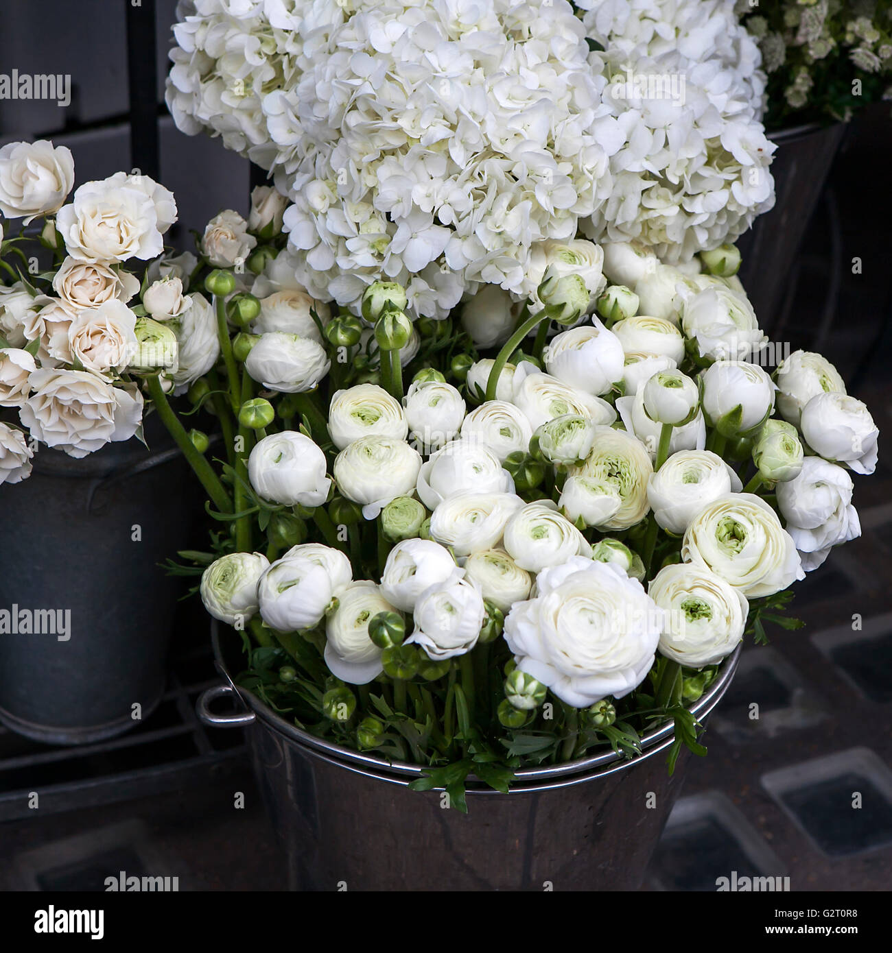white Ranunculus asiaticus flower with bud Stock Photo - Alamy