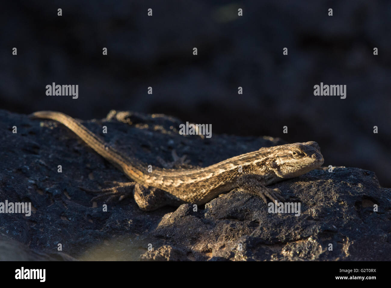 Melanistic Southwestern Fence lizard, (Sceloporus cowlesi). Valley of ...